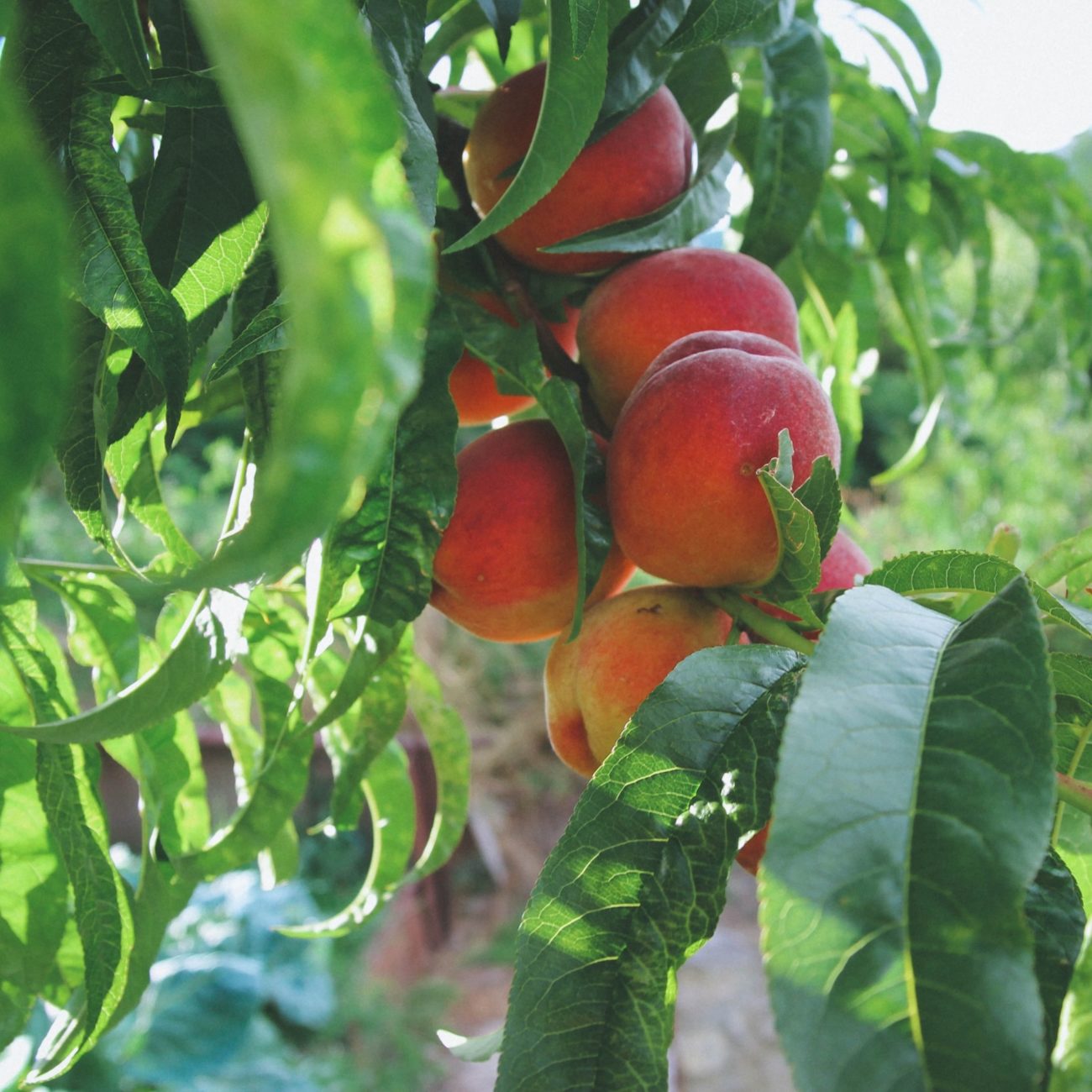 Call Me By Your Name: A Critical Essay | Girls Write Now